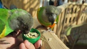How To Care for A Senegal Parrot