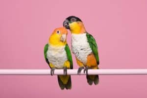How To Care for A Caique Parrot