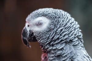 Can Parrots Get Conjunctivitis? (Pink Eye Infections)