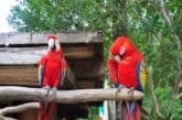What Is The Biggest Parrot? — All About Parrots