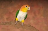 How To Care For A Caique Parrot [A Complete Beginners Guide]