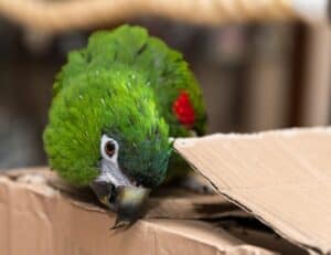 Is Cardboard Safe for Parrots To Play With?