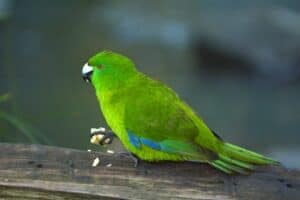 What Is The Difference Between A Parakeet And A Parrot?