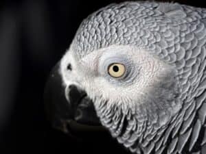 Why Is My Parrot Drooling? (Dripping Saliva from Mouth)