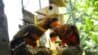 27 Fruits Parrots Can Eat (And Why!)