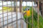 Do Parrots Grieve? (Loss of Babies, Mates, Other Birds, Owner Dies)