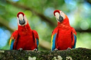 How Do Parrots Reproduce? (Mating + Reproduction)