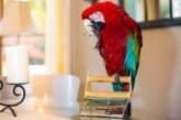 Can Parrots Get Fat? — All About Parrots