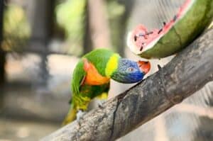 Can Parrots Eat Watermelon? (Flesh, Rind + Seeds)
