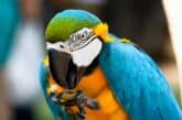 How Does A Parrot's Digestive System Work?