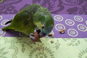 Will My Parrot's Beak Grow Back? (Cracked, Torn + Broken)