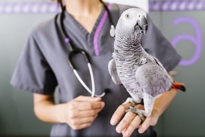 Why Does My Parrot Sneeze? (Runny Nose vs. No Discharge)