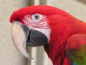Will My Parrot's Beak Grow Back? (Cracked, Torn + Broken)