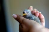 Why Does My Parrot Sneeze? (Runny Nose vs. No Discharge)
