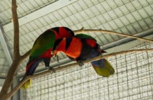 What Causes Toe Tapping in Parrots?
