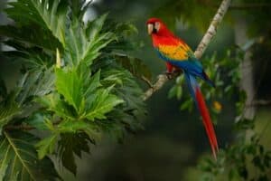 What Predators Hunt Parrots? (Land + Airborne Animal Threats)