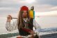 Why Are Parrots Associated with Pirates? (Facts vs. Fiction!)