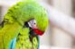 Why Do Parrots Feathers Fall Out?
