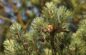 How To Sterilize Pine Cones for Parrots (in 3 Simple Steps)