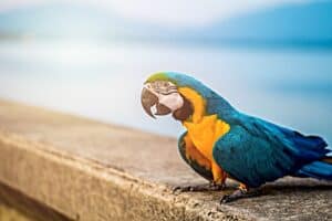 How Well Do Parrots Hear? (Hearing Frequency Range)