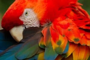 How Do Parrots Get Their Colors? (Psittacofulvins)