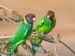 25 Different Types of Green Parrots (with Pictures)
