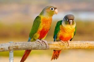 25 Different Types of Green Parrots (with Pictures)