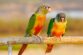 25 Different Types of Green Parrots (with Pictures)