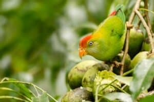 25 Different Types of Green Parrots (with Pictures)