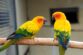 How To Breed Sun Conures?