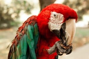 Parrot Beak Color Change – Why it Happens + What It Means!