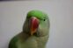 Parrot Nostril Problems Explained!