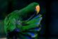 Parrot Nostril Problems Explained!