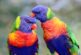 Parrot Beak Color Change – Why it Happens + What It Means!