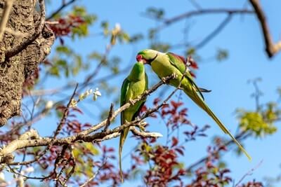 Why Do Parakeets Kiss Each Other?