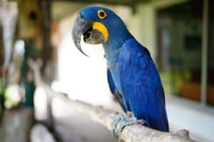 When Parrots Start Molting (And What To Expect!)