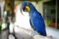 What Time of Year Do Parrots Molt? — All About Parrots