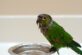 What Time of Year Do Parrots Molt? — All About Parrots