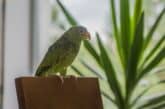 10 Best Parrots for Apartments (And Why!)
