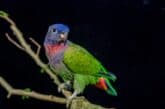 10 Types of Blue Parrots (with Pictures)
