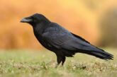 14 Different Types of Talking Birds (with Pictures)