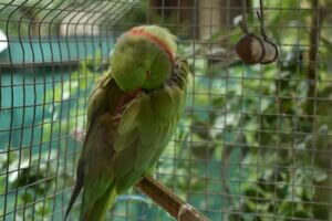 7 Common Parrot Sleeping Positions (with Meanings)