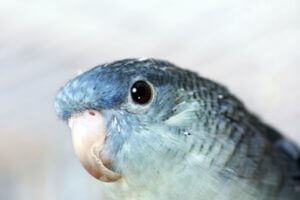 Scissor Beak in Parrots: Causes, Treatment + Prevention