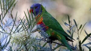 10 Non-Toxic Plants for Parrots (with Pictures)