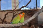 6 Signs of Parrots Mating (Courtship Behaviors)