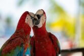 20 Everyday Parrot Behaviors (And What They Mean)
