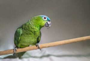 Why Is There Blood in My Parrot's Poop? (Melena)