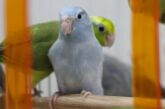 What Are The Different Stages of Development in Parrots?