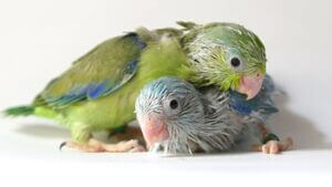 Can You Breed Brother And Sister Parrots? (Inbreeding)
