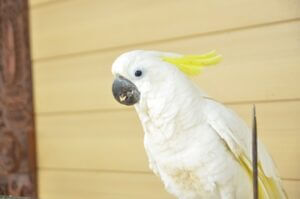 How Long Do Cockatoos Live? (Age Table)